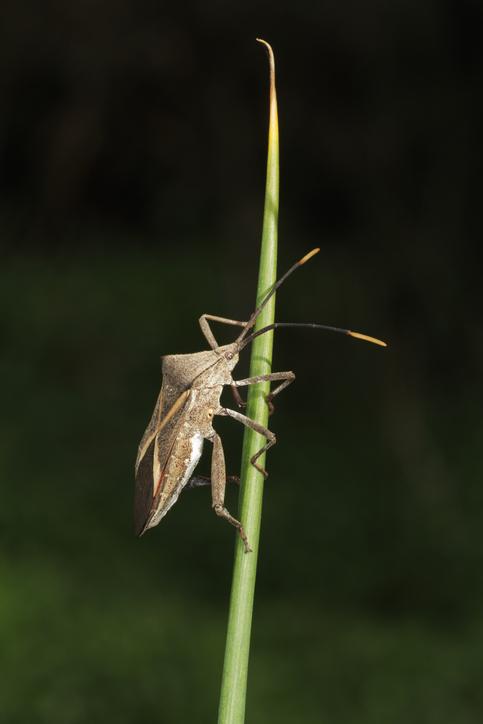 5 Tips to Get Rid of Stink Bugs