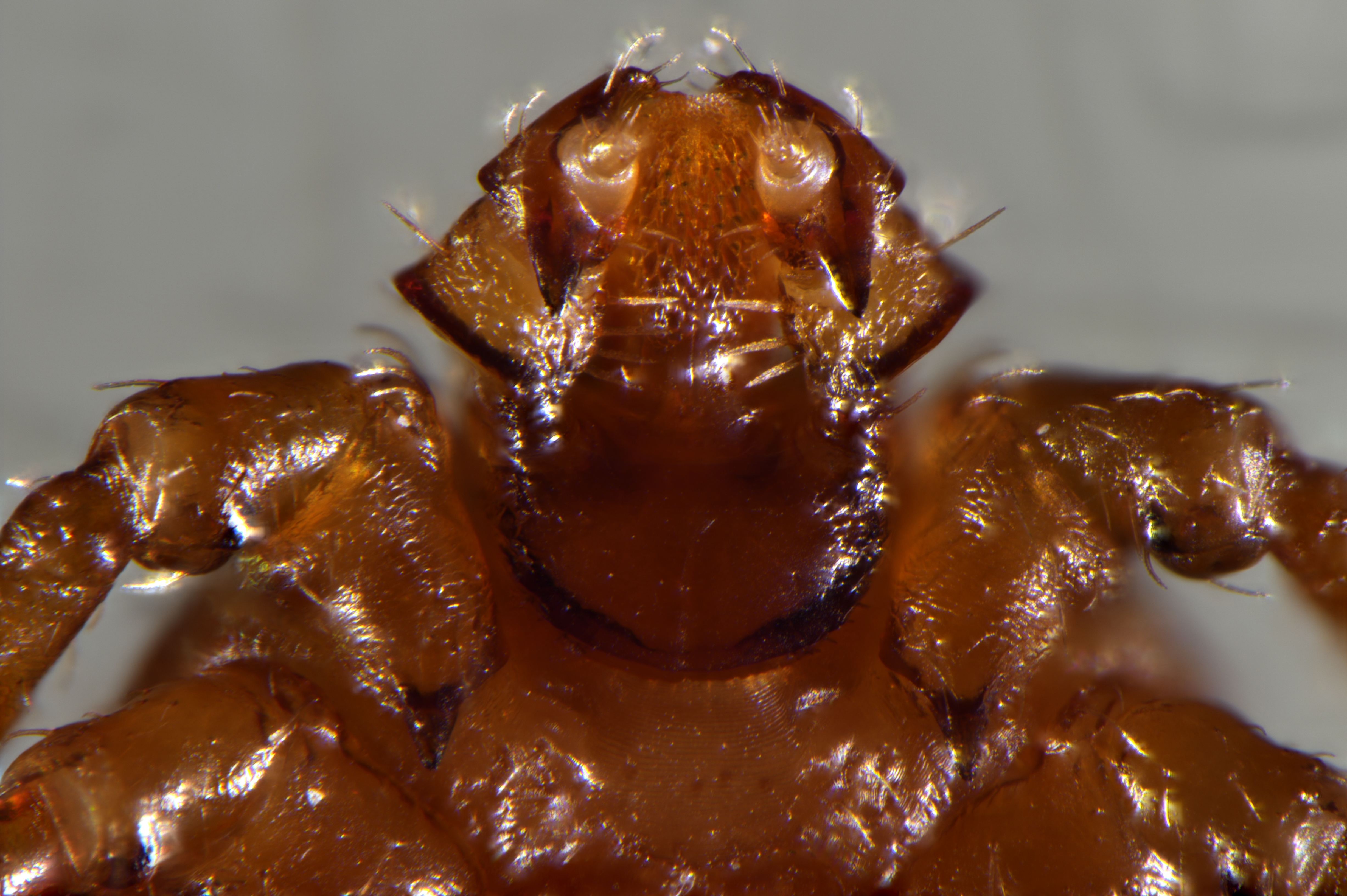 Exotic Ticks in Ohio